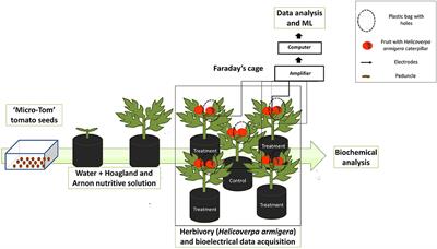 Frontiers | Fruit Herbivory Alters Plant Electrome: Evidence for Fruit ...