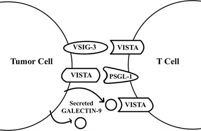 Frontiers | Terminating Cancer by Blocking VISTA as a Novel ...