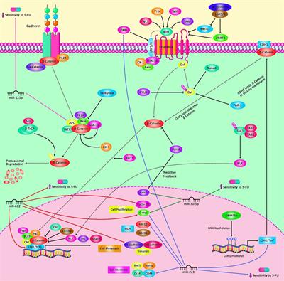 Frontiers | 5-Fluorouracil: A Narrative Review on the Role of ...