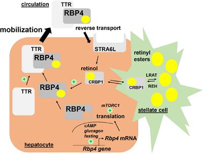 Frontiers | Biological Functions of RBP4 and Its Relevance for Human ...