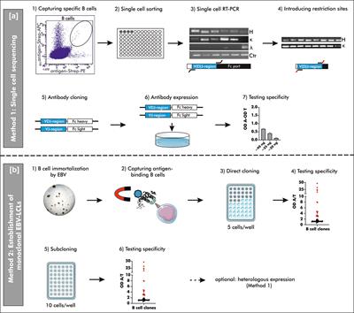 Frontiers | Comparison of Two Strategies to Generate Antigen-Specific ...