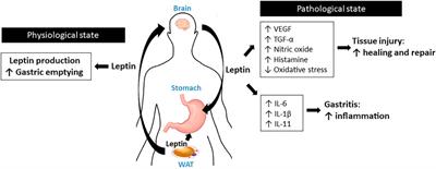 Frontiers | Role of Leptin in the Digestive System
