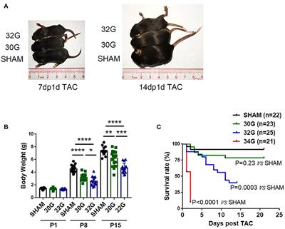 Frontiers | A Neonatal Mouse Model for Pressure Overload: Myocardial ...