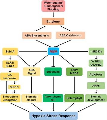 Frontiers | ABA Biosynthesis and Signaling Cascades Under Hypoxia Stress