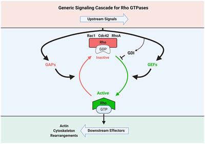 Frontiers | Pharmacological Modulators of Small GTPases of Rho Family ...