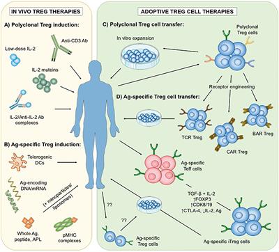 Frontiers | Antigen-Specific Regulatory T Cell Therapy in Autoimmune ...