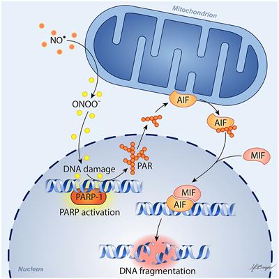 Frontiers | Targeting Parthanatos in Ischemic Stroke