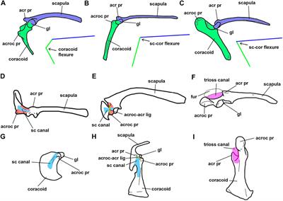 Frontiers | Comments on the Morphology of Basal Paravian Shoulder ...