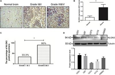 Frontiers | NLGN3 Upregulates Expression of ADAM10 to Promote the ...