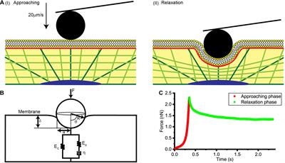 Frontiers | AFM Force Relaxation Curve Reveals That the Decrease of ...