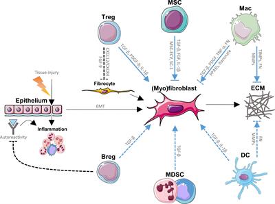 Frontiers | Regulatory Immune Cells in Idiopathic Pulmonary Fibrosis ...