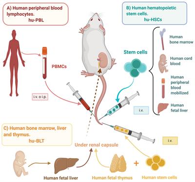 Frontiers | Humanized Mouse Models for the Study of Periodontitis: An ...