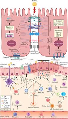 Frontiers | Nasal Epithelial Barrier Integrity and Tight Junctions ...