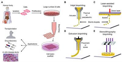 Frontiers | 3D Bioprinting of Vascularized Tissues for in vitro and in ...