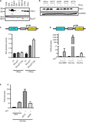 Frontiers | Stimulation of c-Jun/AP-1-Activity by the Cell Cycle ...