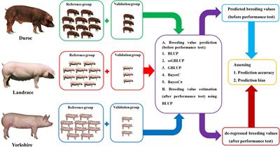Frontiers | Genomic Prediction of Average Daily Gain, Back-Fat ...
