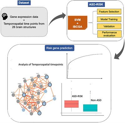Frontiers | Predicting the Risk Genes of Autism Spectrum Disorders