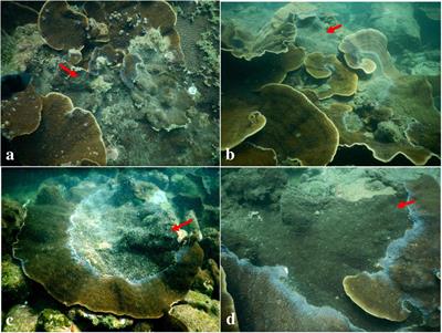 Frontiers | Differential Symbiodiniaceae Association With Coral and ...