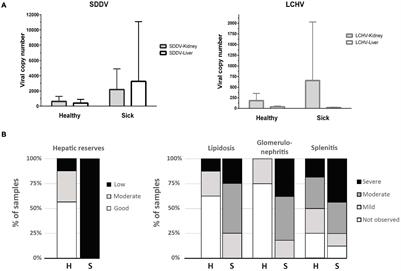 Frontiers | Scale Drop Disease Virus (SDDV) and Lates calcarifer Herpes ...