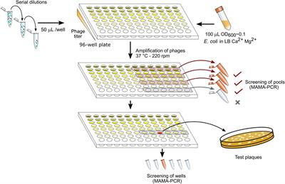 Frontiers | Strategies for Bacteriophage T5 Mutagenesis: Expanding the ...