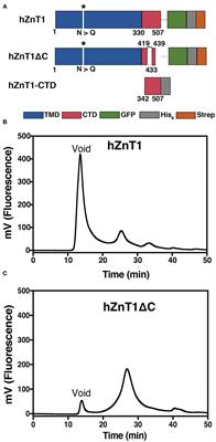 Frontiers | Heterologous Expression and Biochemical Characterization of ...