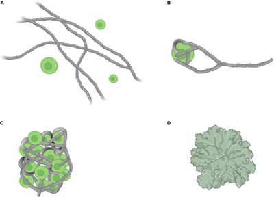 Frontiers | Towards a Systems Biology Approach to Understanding the ...