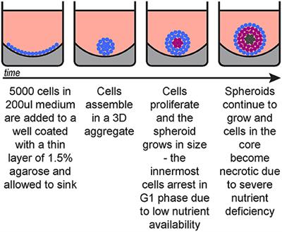 Frontiers | Fluorescence-Based Quantitative and Spatial Analysis of ...