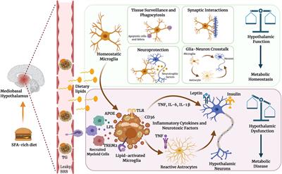 Frontiers | Microglial Lipid Biology in the Hypothalamic Regulation of ...