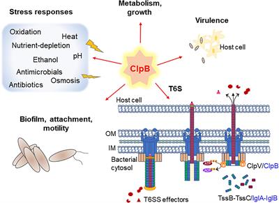 Frontiers | The Role of ClpB in Bacterial Stress Responses and Virulence
