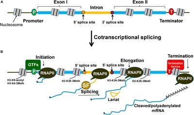 Frontiers | Gene Architecture Facilitates Intron-Mediated Enhancement ...
