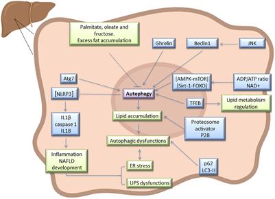 Frontiers | New Insights Into the Role of Autophagy in Liver Surgery in ...