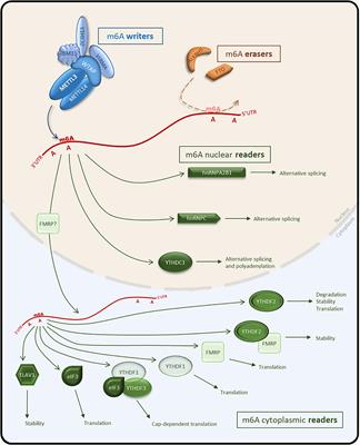 Frontiers | Regulatory Mechanisms of the RNA Modification m6A and ...