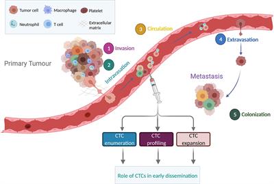 Frontiers | Early Dissemination of Circulating Tumor Cells: Biological ...