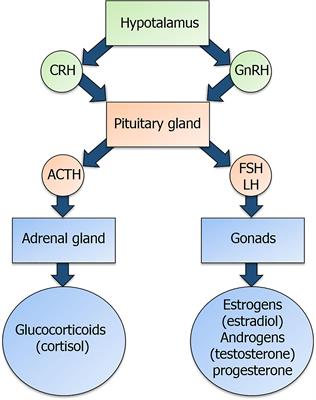 Frontiers | Regulation of the Immune System Development by ...