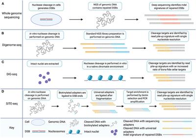 Frontiers | Off-Target Analysis in Gene Editing and Applications for ...