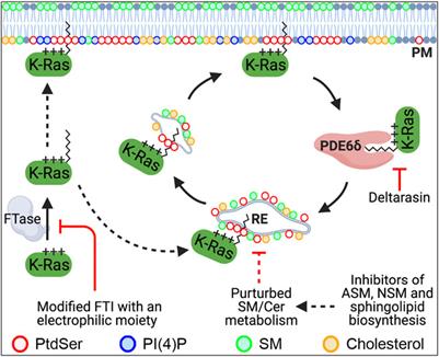 Frontiers | Blocking K-Ras Interaction With the Plasma Membrane Is a ...