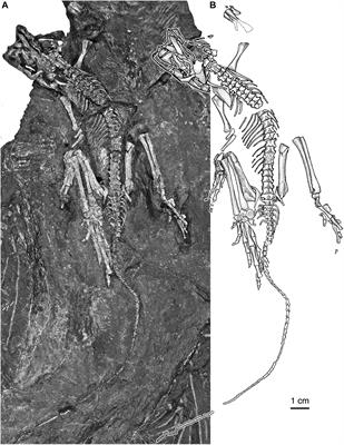 Frontiers | The Early Permian Bolosaurid Eudibamus cursoris: Earliest ...
