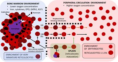 Frontiers | Home Sweet Home: Plasmodium vivax-Infected Reticulocytes ...