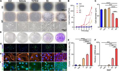 Frontiers | Novel Cell Culture Paradigm Prolongs Mouse Corneal ...