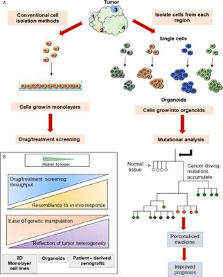 Frontiers | Current Insights and Advancements in Head and Neck Cancer ...
