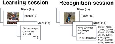 Frontiers | Not Just a Pot: Visual Episodic Memory in Cannabis Users ...