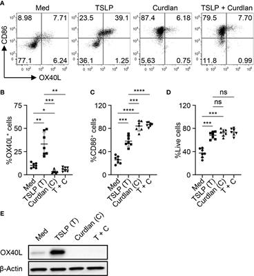 Frontiers | Dectin-1 Controls TSLP-Induced Th2 Response by Regulating ...