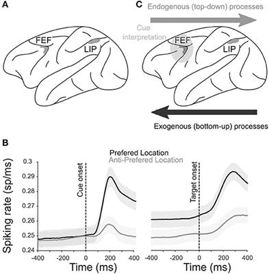 Frontiers | Revisiting Persistent Neuronal Activity During Covert ...