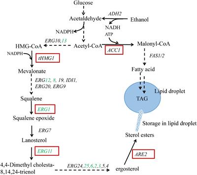 Frontiers | Combined Biosynthetic Pathway Engineering and Storage Pool ...
