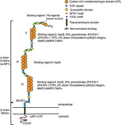 Frontiers | The Dual Role of Low-Density Lipoprotein Receptor-Related ...