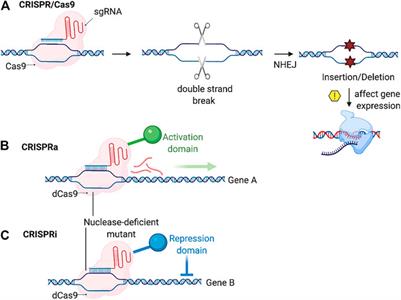 Frontiers | An Overview of RNA-Based Scaffolds for Osteogenesis