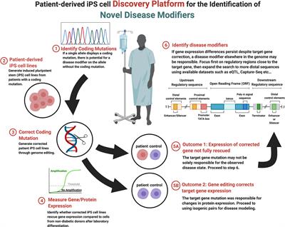 Frontiers | Genome Editing Human Pluripotent Stem Cells to Model β-Cell ...