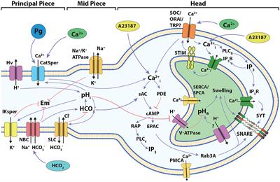 Frontiers | Discrete Dynamic Model of the Mammalian Sperm Acrosome ...