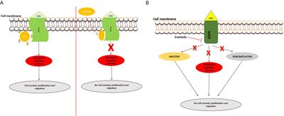 Frontiers | Targeting Growth Factor Signaling Pathways in Pancreatic ...