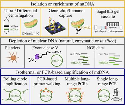 Mitochondrial Dna Vs Nuclear Dna